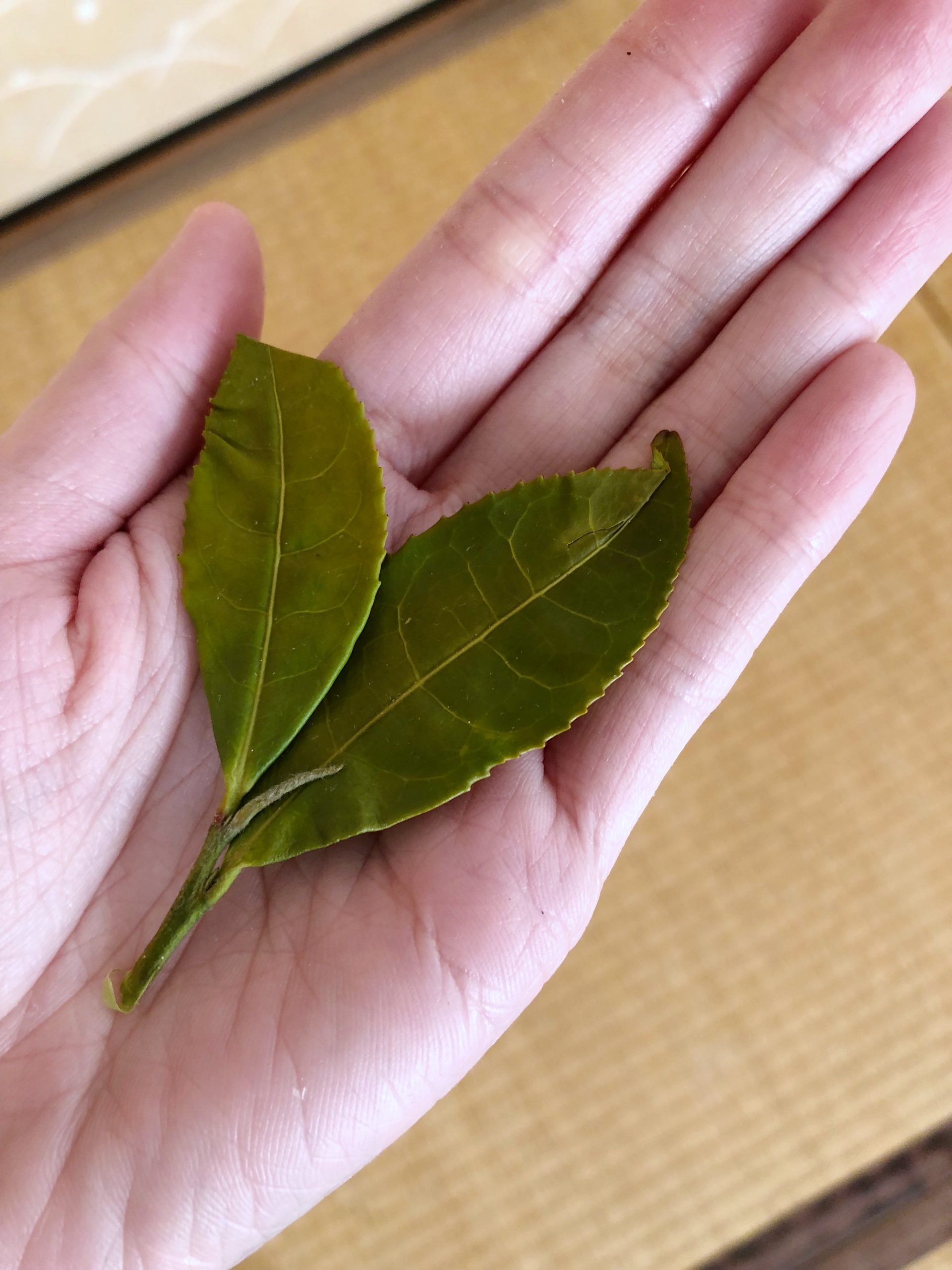 Kyoto Obubu Tea Farms' Tea Tour | Event Recap - Tea in Spoons