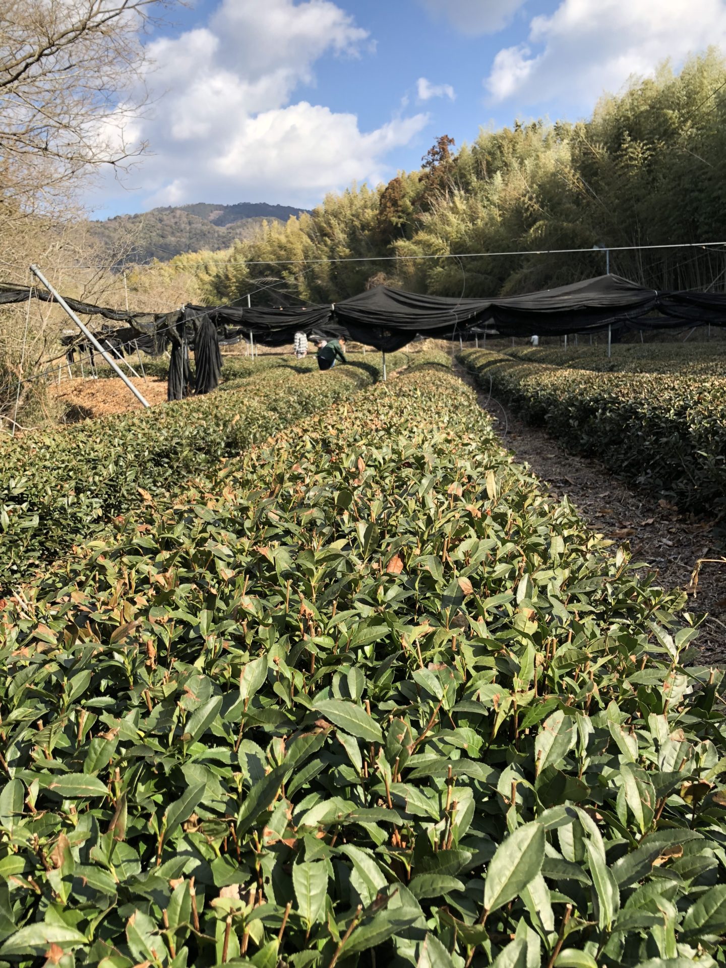Comparing Shaded Japanese Green Teas (ft. Kyoto Obubu Tea Farms) | TEA ...