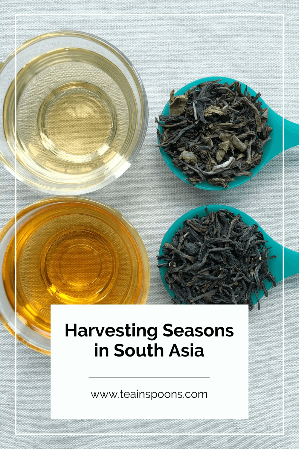 Guide to Harvesting Seasons in South Asia | TEA 102 - Tea in Spoons